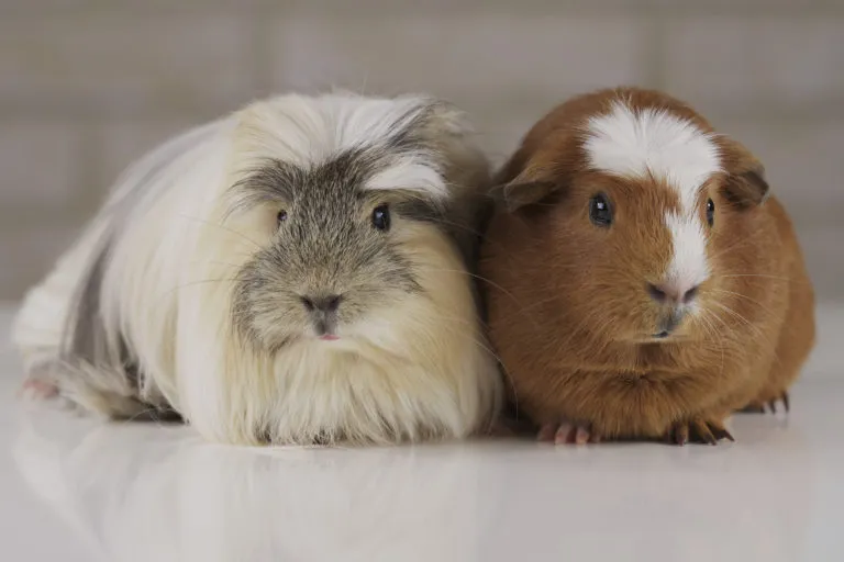 Tengerimalac fajtaleírás | Amit tudni érdemes | Zooplus Kisállat Magazin