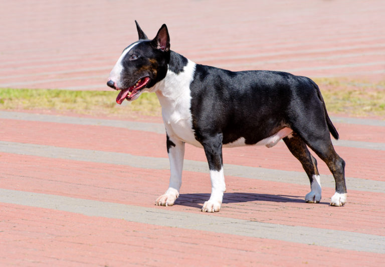 Bullterrier fajtaleírás | Minden hasznos Tudnivaló | Zooplus Kutya Magazin