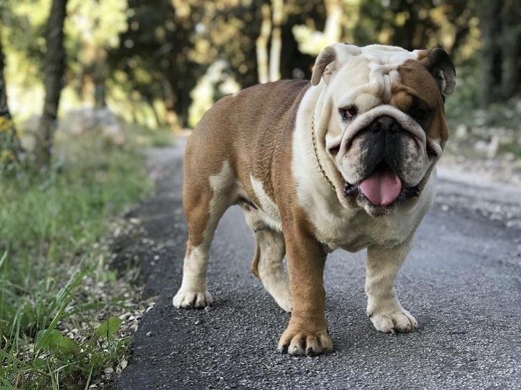 Angol Bulldog fajtaleírás | Amit tudni érdemes | Zooplus Kutya Magazin