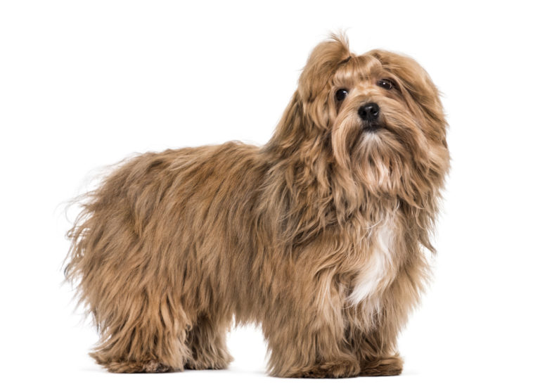 Bichon Havanese (Havannai Pincs) fajtaleírás | Zooplus Kutya Magazin
