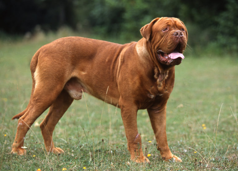 Bordeaux-i dog fajtaleírás | Zooplus Kutya Magazin