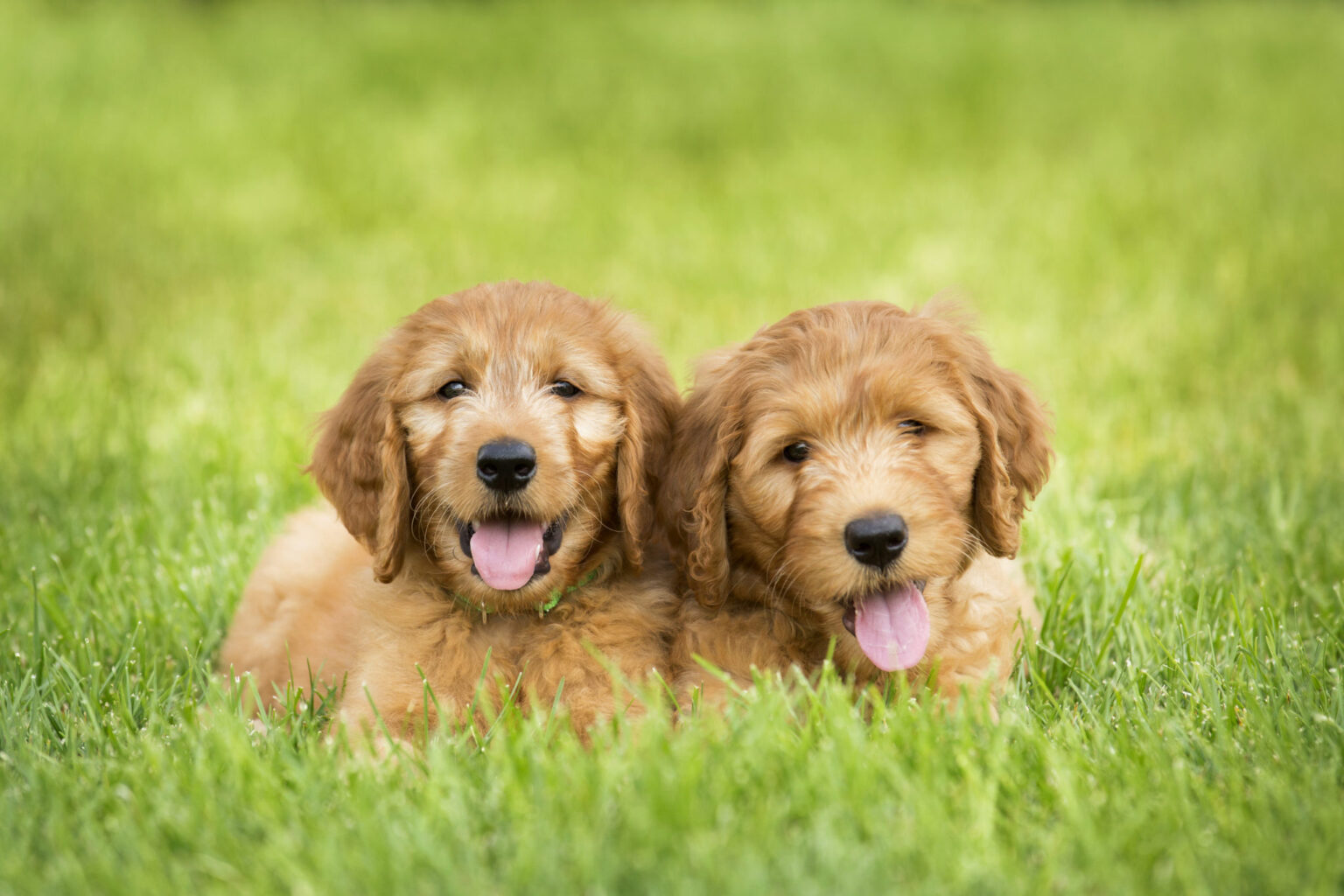 Goldendoodle fajtaleírás | zooplus Magazin