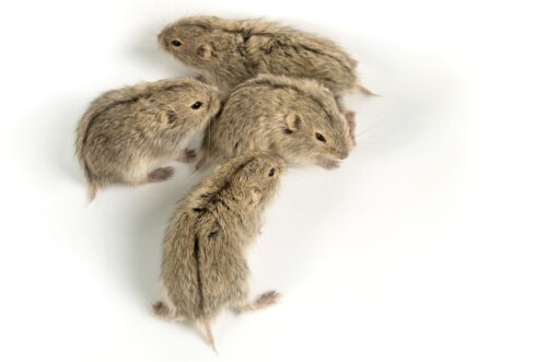 Lemming bemutatása | Amit tudni érdemes | zooplus Magazin