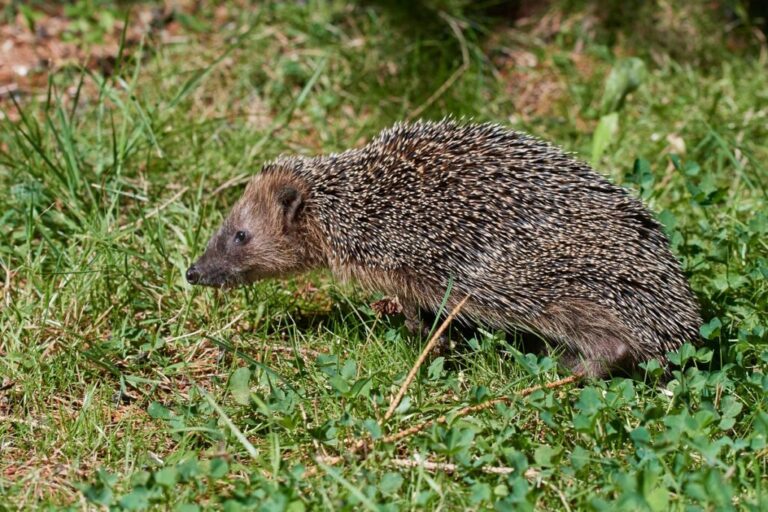 A sünök segítése: Praktikus tippek egész évre | zooplus