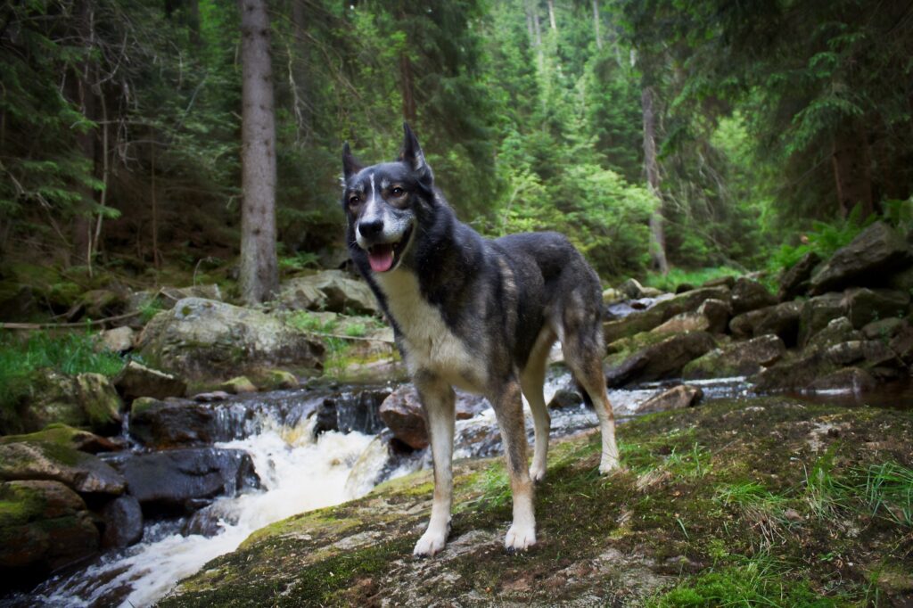 Alaszkai husky | zooplus Magazin